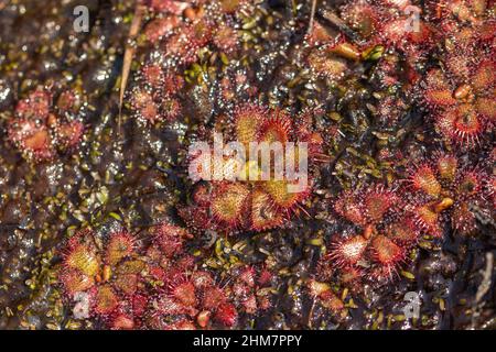 Carnivorous Plants: Drosera admirabilis in natural habitat near Caledon ...