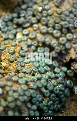 Sea creatures form patterns on seabeds Stock Photo - Alamy