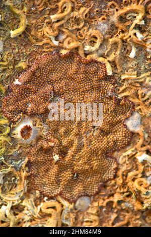 Sea creatures form patterns on seabeds Stock Photo - Alamy