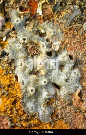 Sea creatures form patterns on seabeds Stock Photo - Alamy