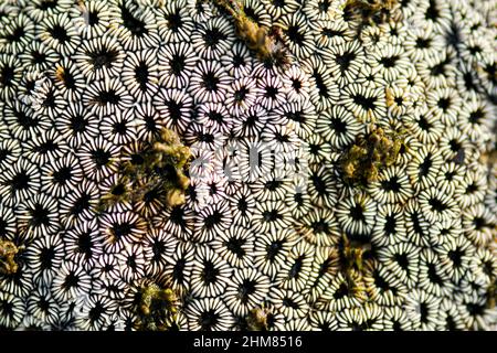 Sea creatures form patterns on seabeds Stock Photo - Alamy