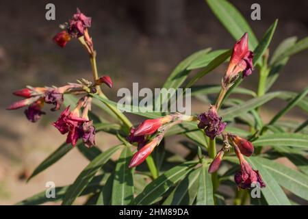 Pink flowers of oleander plant dried Stock Photo - Alamy