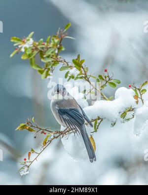 Chongqing, Chongqing, China. 8th Feb, 2022. A large woodpecker was ...
