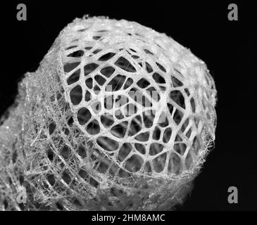 The Glass Sponge extracts silicic acid from seawater and spins a ...