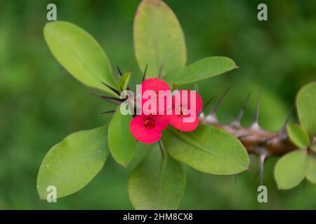 Close up of Red Christ Thorn Flower or Crown of thorns plant Stock ...