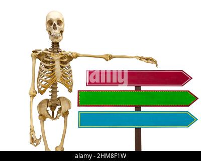 human skeleton with pointers in isolation on a white background. High ...