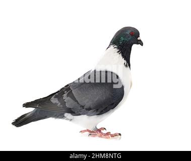 Strasser pigeon in front of white background Stock Photo - Alamy