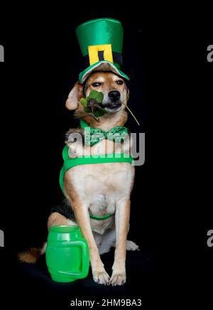 portrait of a mongrel dog with a clover in his mouth and saint patrick ...
