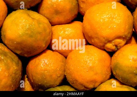 COMMON NAME: Orange LATIN NAME: Citrus sinensis Stock Photo - Alamy