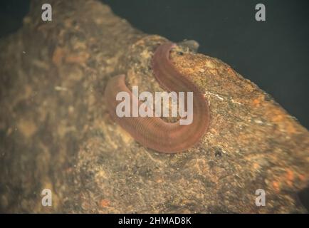 Freshwater leech (Dina lineata) on a river bottom, wild Finland Stock ...