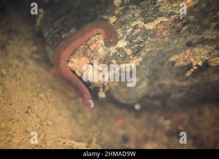 Freshwater leech (Dina lineata) on a river bottom, wild Finland Stock ...