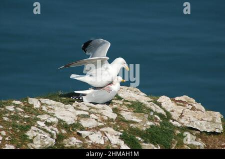 Herring Gull mating behaviour Stock Photo - Alamy