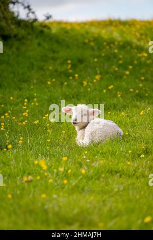 A lamb in the spring sunshine, with a shallow depth of field Stock ...