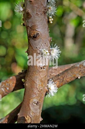 Trunk and flowers of Myrciaria cauliflora tree. Popular name ...