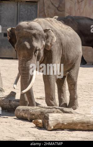 Stone Elephant in the desert close Al Ula, Saudi Arabia Stock Photo - Alamy