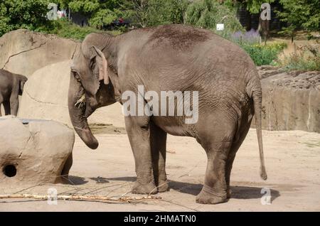 Stone Elephant in the desert close Al Ula, Saudi Arabia Stock Photo - Alamy