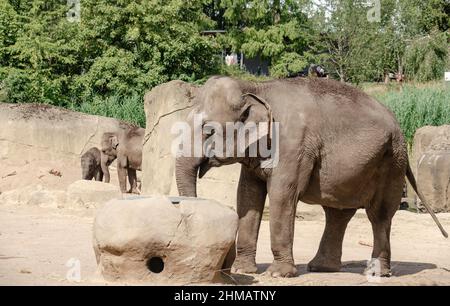 Stone Elephant in the desert close Al Ula, Saudi Arabia Stock Photo - Alamy