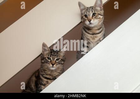 Two kittens with their heads poking through stair banister rails Stock ...