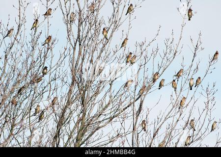 Cedar waxwing flock in late fall Stock Photo - Alamy