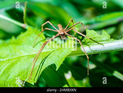 Rufous Net-casting spider in Australia Stock Photo - Alamy