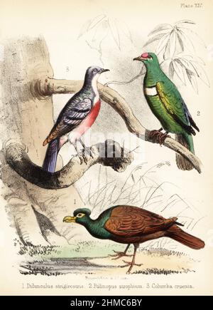 White-bibbed Fruit-dove (Ptilinopus rivoli) adult, perched on branch ...