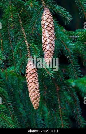 A naturalized Norway Spruce in Pennsylvania;'s Pocono Mountains in a ...