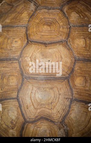 Giant tortoise shell background Stock Photo - Alamy