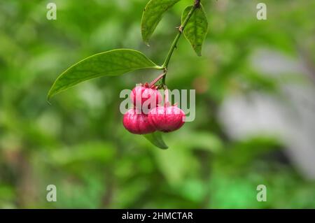 Close-up of Garcinia sp fruit green blur background Stock Photo - Alamy