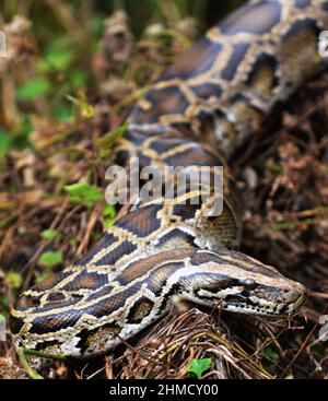 A mature Burmese Python near Yung Shue Wan on Lamma island in Hong Kong ...