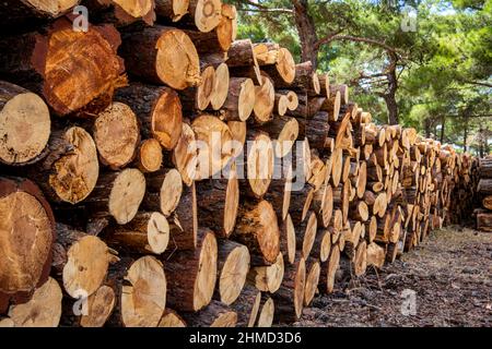 Fresh cut pine tree lumbers in the forest Stock Photo - Alamy