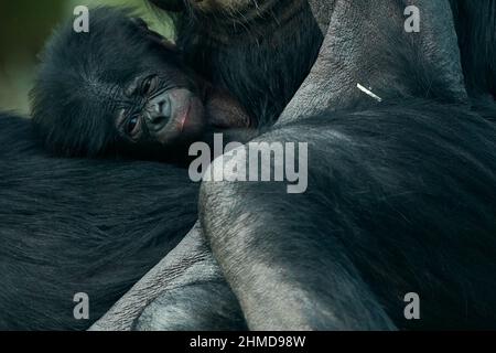 New arrival Upendi and mother Cheka in the bonobo enclosure at Twycross ...