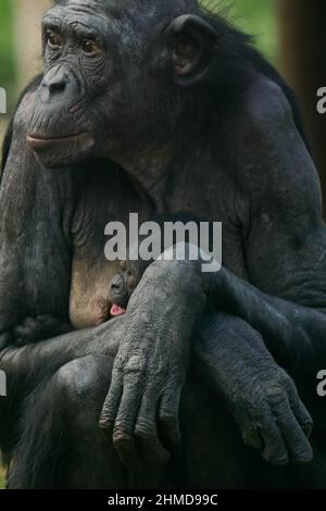 New arrival Upendi and mother Cheka in the bonobo enclosure at Twycross ...