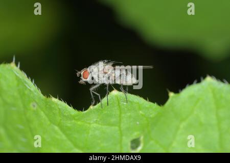 Bean seed fly Delia platura larvae and damage to pea seed Stock Photo ...
