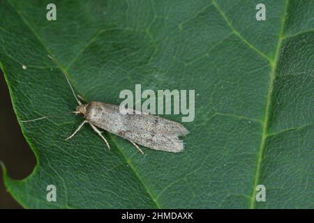 Adult Pyralid Snout Moth of the Family Pyralidae Stock Photo - Alamy