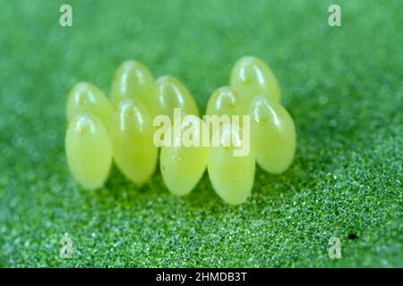 Cluster of moth eggs on underside of sugar beet leaf Stock Photo - Alamy