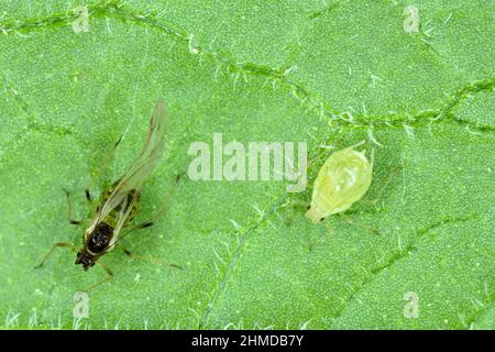 Winged and wingless form of Myzus persicae, known as the green peach ...