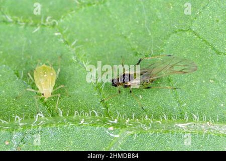 Winged and wingless form of Myzus persicae, known as the green peach ...