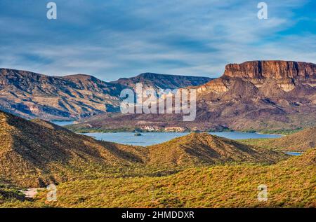 Mountain goat at the Arizona Sonora Desert Museum Stock Photo - Alamy