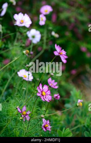 Cosmos bipinnatus Fizzy rose picotee pink white flower flowers ...