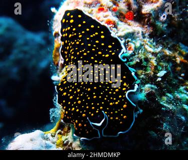 Gold Spotted Flatworm (Thysanozoon nigropapillosum Stock Photo - Alamy