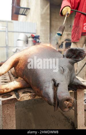butcher pig pork slaughter farm pork kill inwards innards guts Stock ...