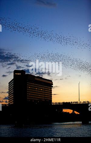 World's largest urban bat colony, Austin, Texas, USA Stock Photo - Alamy