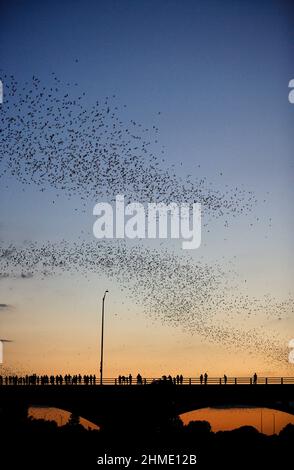 World's largest urban bat colony, Austin, Texas, USA Stock Photo - Alamy