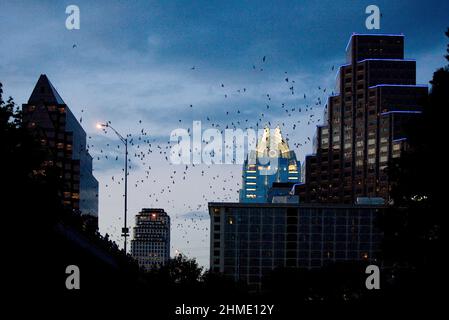 World's largest urban bat colony, Austin, Texas, USA Stock Photo - Alamy