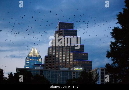 World's largest urban bat colony, Austin, Texas, USA Stock Photo - Alamy