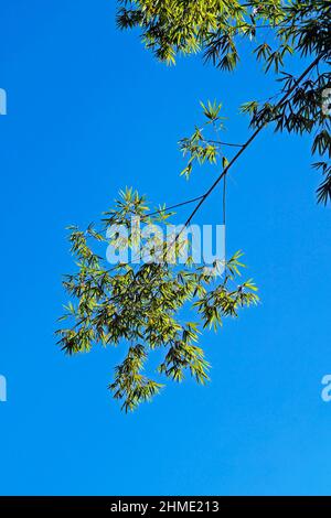 Branch with green bamboo leaves isolated on white Stock Photo - Alamy