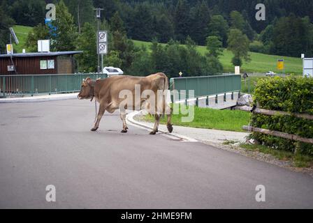 Cow walking down street town of Garmisch-Partenkirchen Bavaria Germany ...