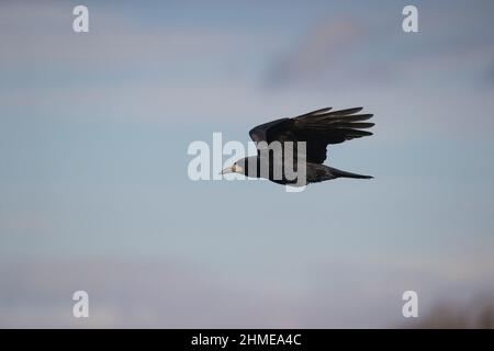 Rook Corvus frugilegus, adult flying with beak pouch full of food for ...