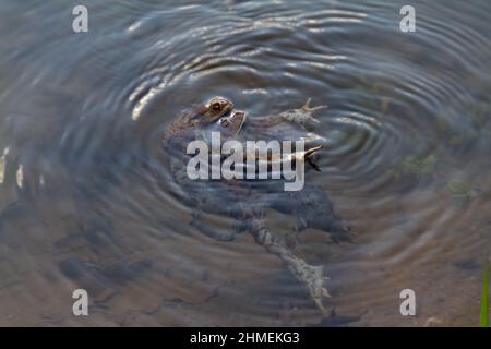Toad swarm mating in lake water Stock Photo - Alamy