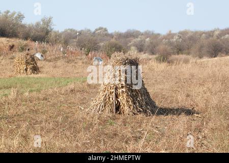 Autumn field with single haystack and the wood in the background. Rural ...